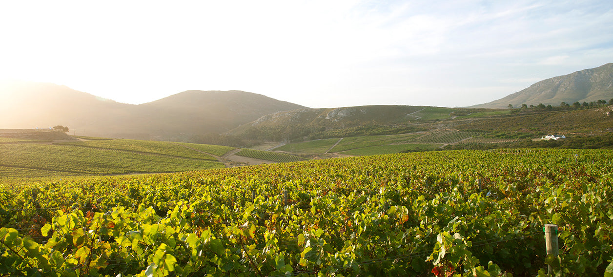 Best of Walker Bay – Wine To Share
